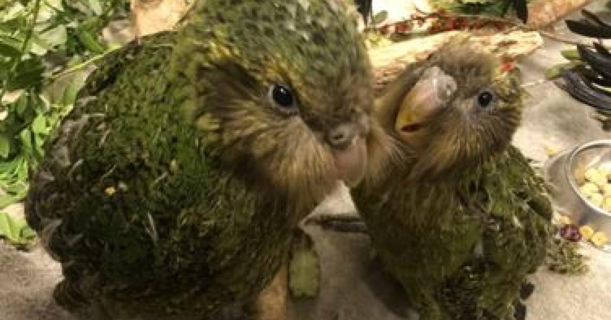 THE DUNEDIN WILDLIFE ANIMAL HOSPITAL ARE COMING TO GLENORCHY - Events ...